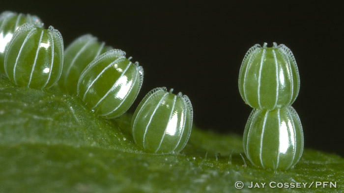 Butterfly Eggs • Insteading